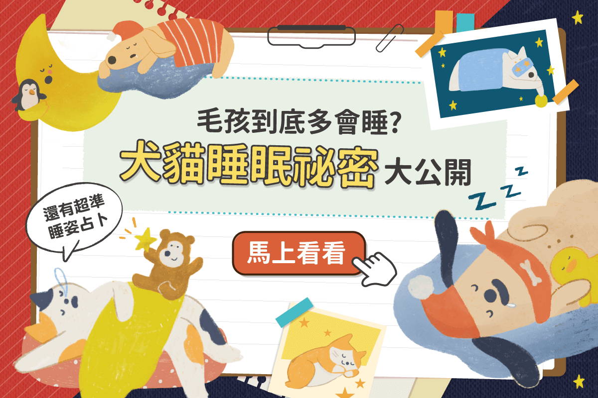 毛孩到底多會睡？犬貓睡眠祕密大公開！－毛起來．寵你與毛孩多更多 – 毛起來 MAOUP