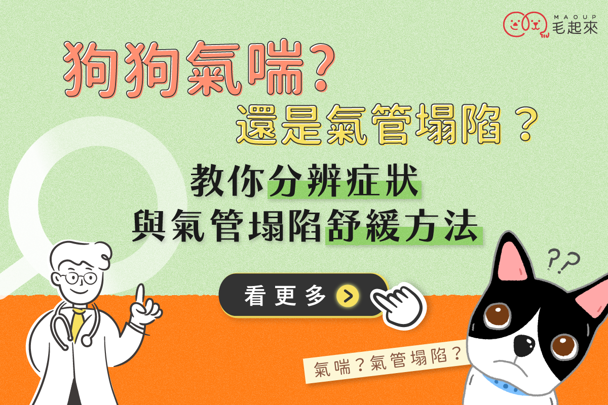 狗狗是氣喘還是氣管塌陷？認識氣喘症狀，教你狗狗氣管塌陷如何舒緩 – 毛起來 MAOUP